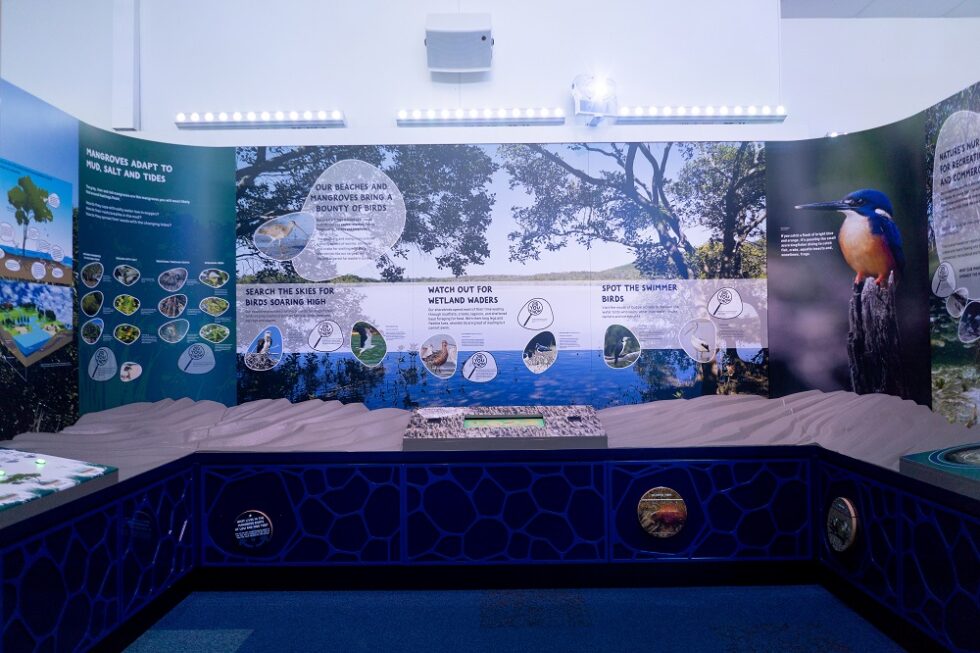 Mangroves | Marine Discovery Centre